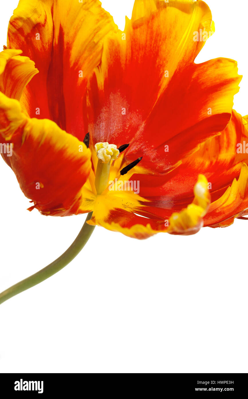 Striking Tulipa Parrot Tulip ' Bright Parrot' on a plain white ...