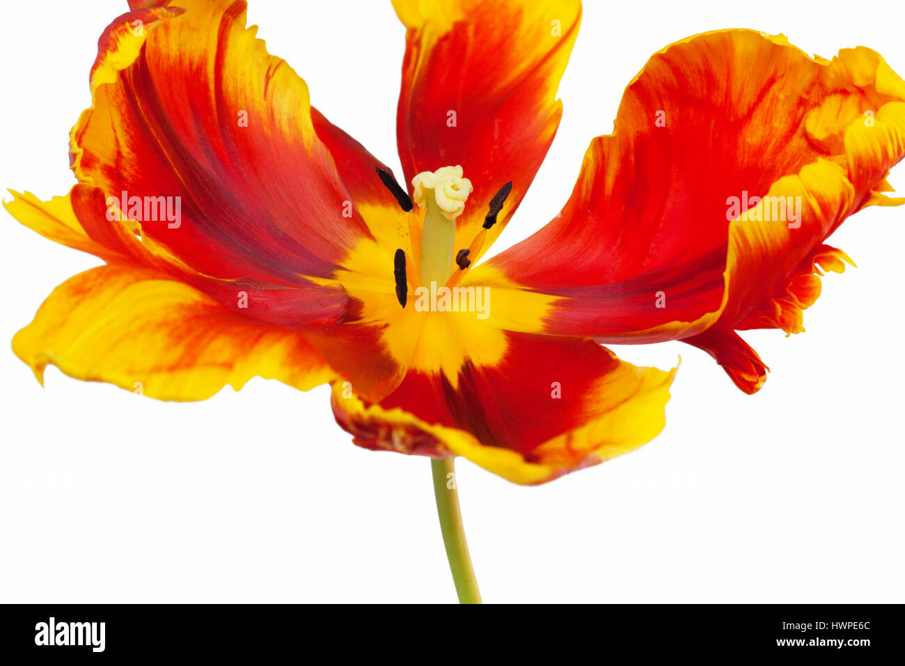 Striking Tulipa Parrot Tulip ' Bright Parrot' on a plain white ...