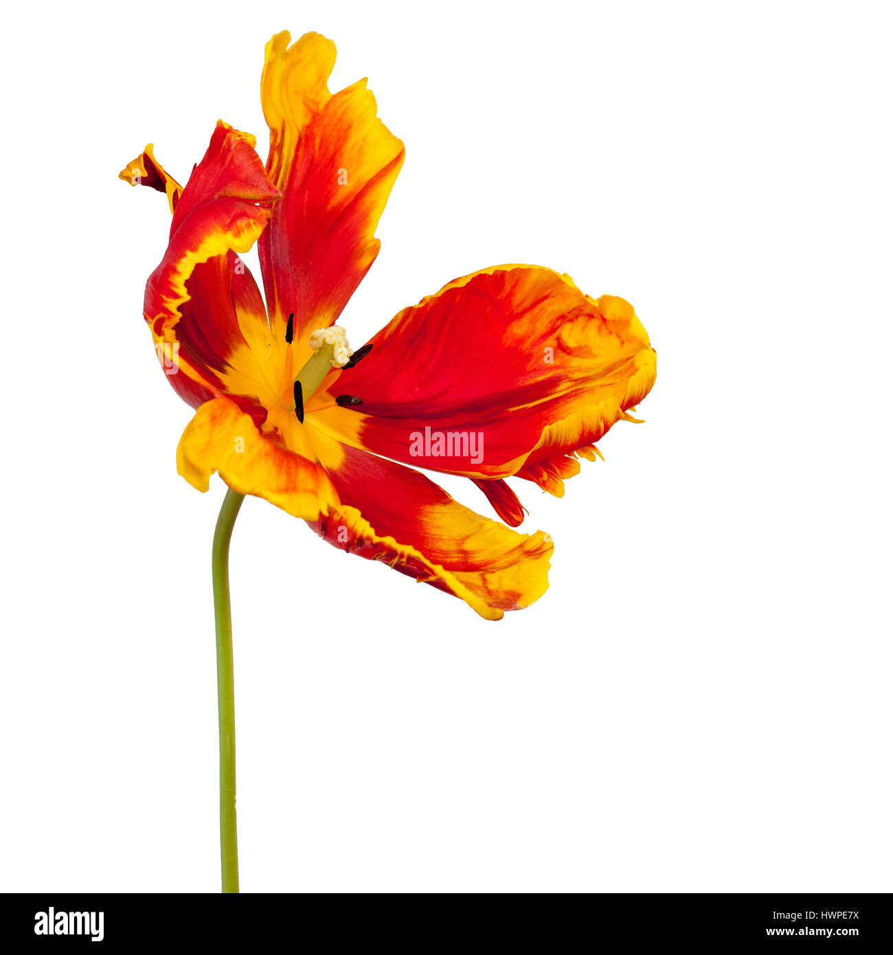 Striking Tulipa Parrot Tulip ' Bright Parrot' on a plain white ...