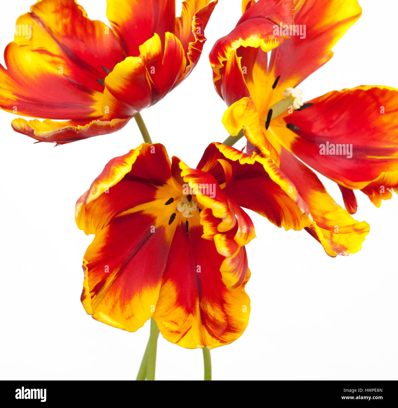 Striking Tulipa Parrot Tulip ' Bright Parrot' on a plain white ...