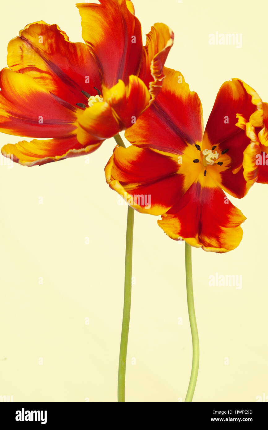 Striking Tulipa Parrot Tulip ' Bright Parrot' on a plain background ...