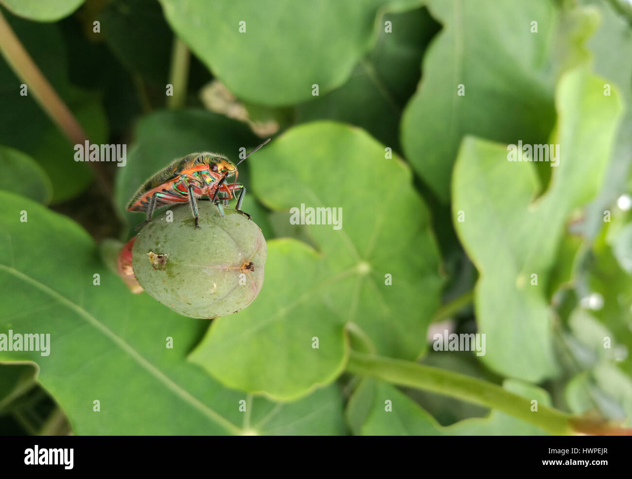 close up metallic wood-boring beetle on red branch dragon eggplant in ...