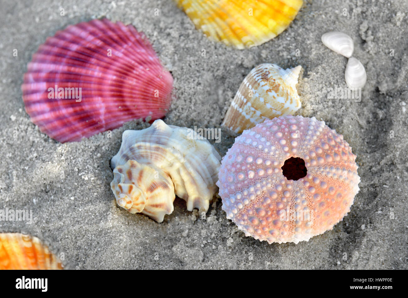 Mixing colorful of shell fish on the beach whit space for text in ...
