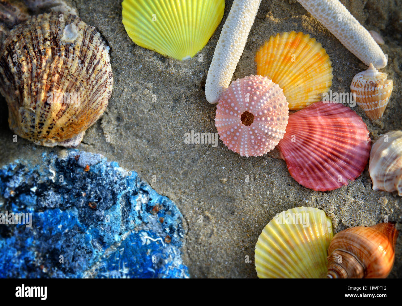 Mixing colorful of shell fish on the beach whit space for text in ...