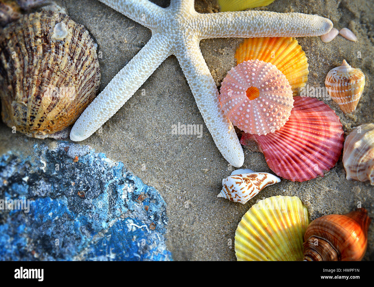 Shell lighting hi-res stock photography and images - Alamy