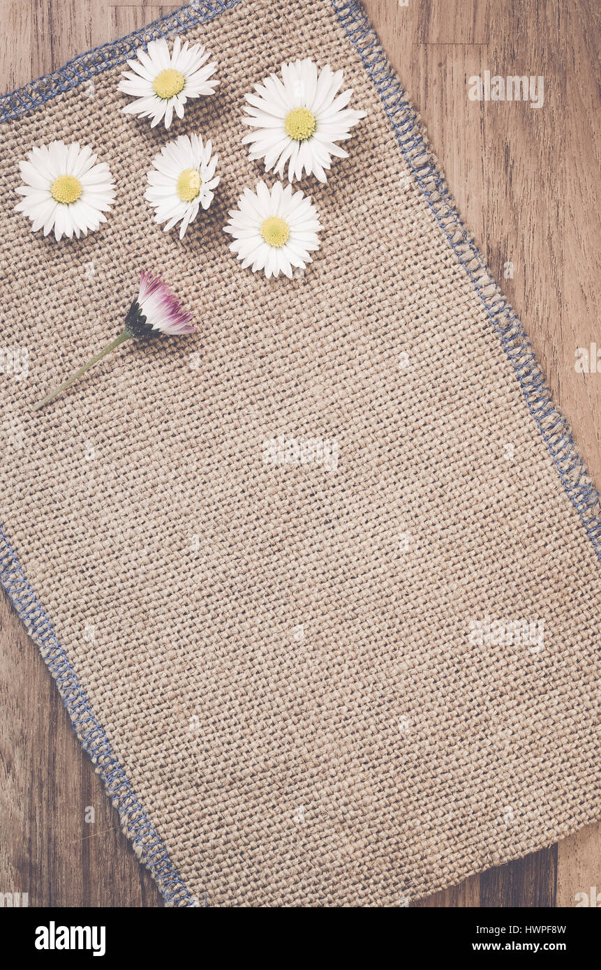 cut deisies flower heads on a rough fabric worktop - copy space Stock ...