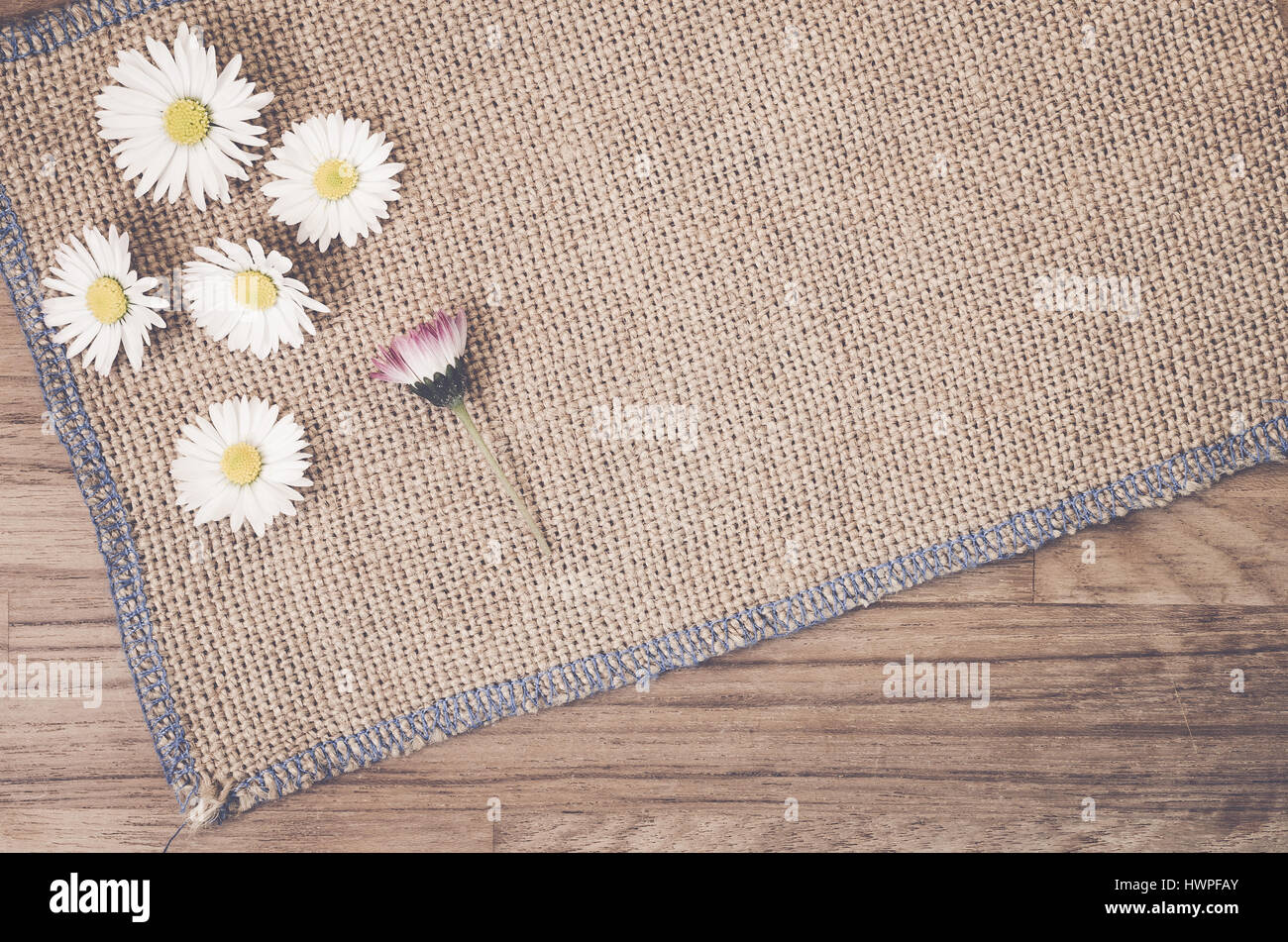 cut deisies flower heads on a rough fabric worktop - copy space Stock ...