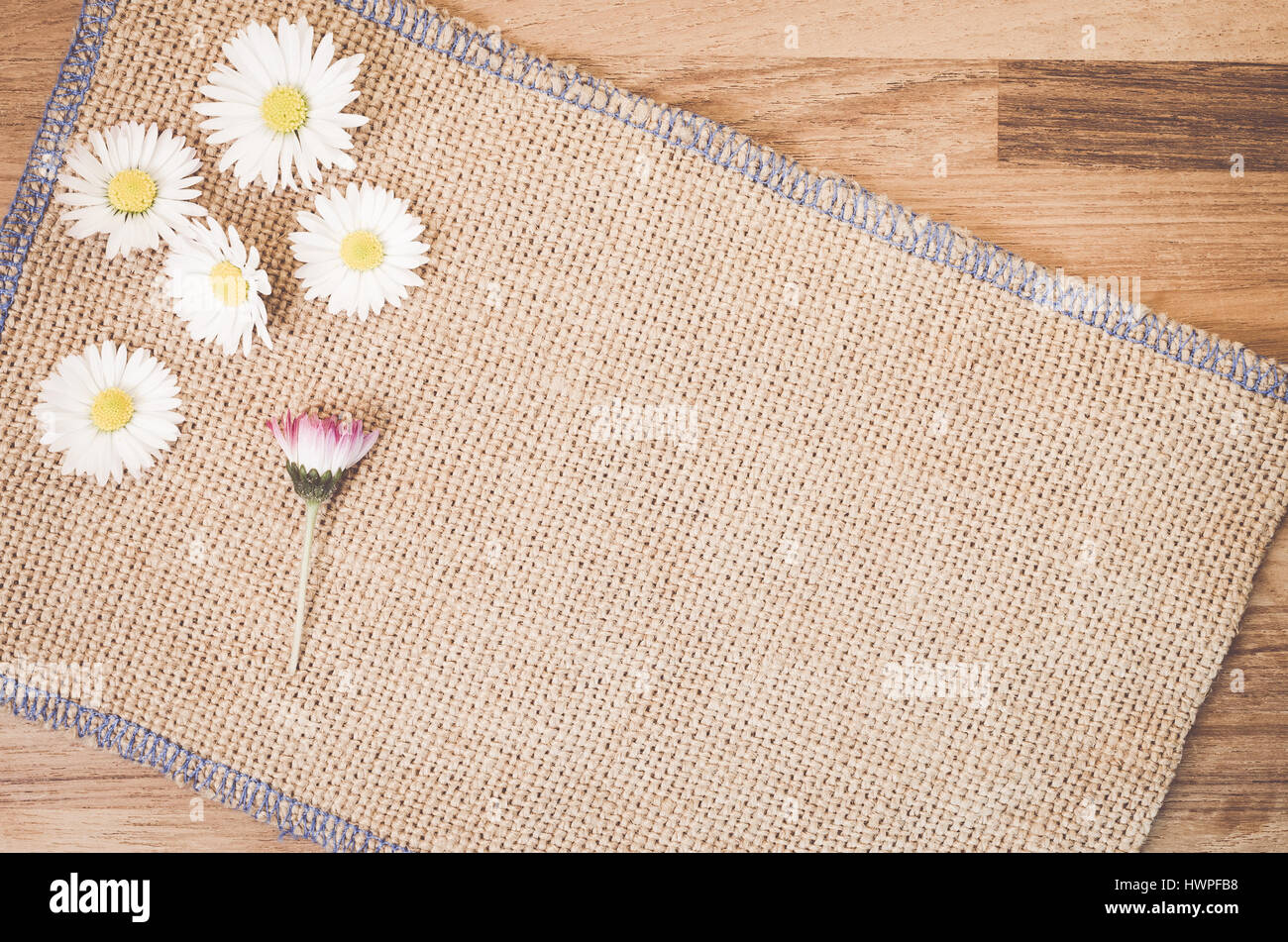 cut deisies flower heads on a rough fabric worktop - copy space Stock ...