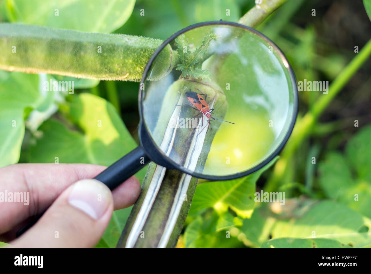 Magnificer hi-res stock photography and images - Alamy