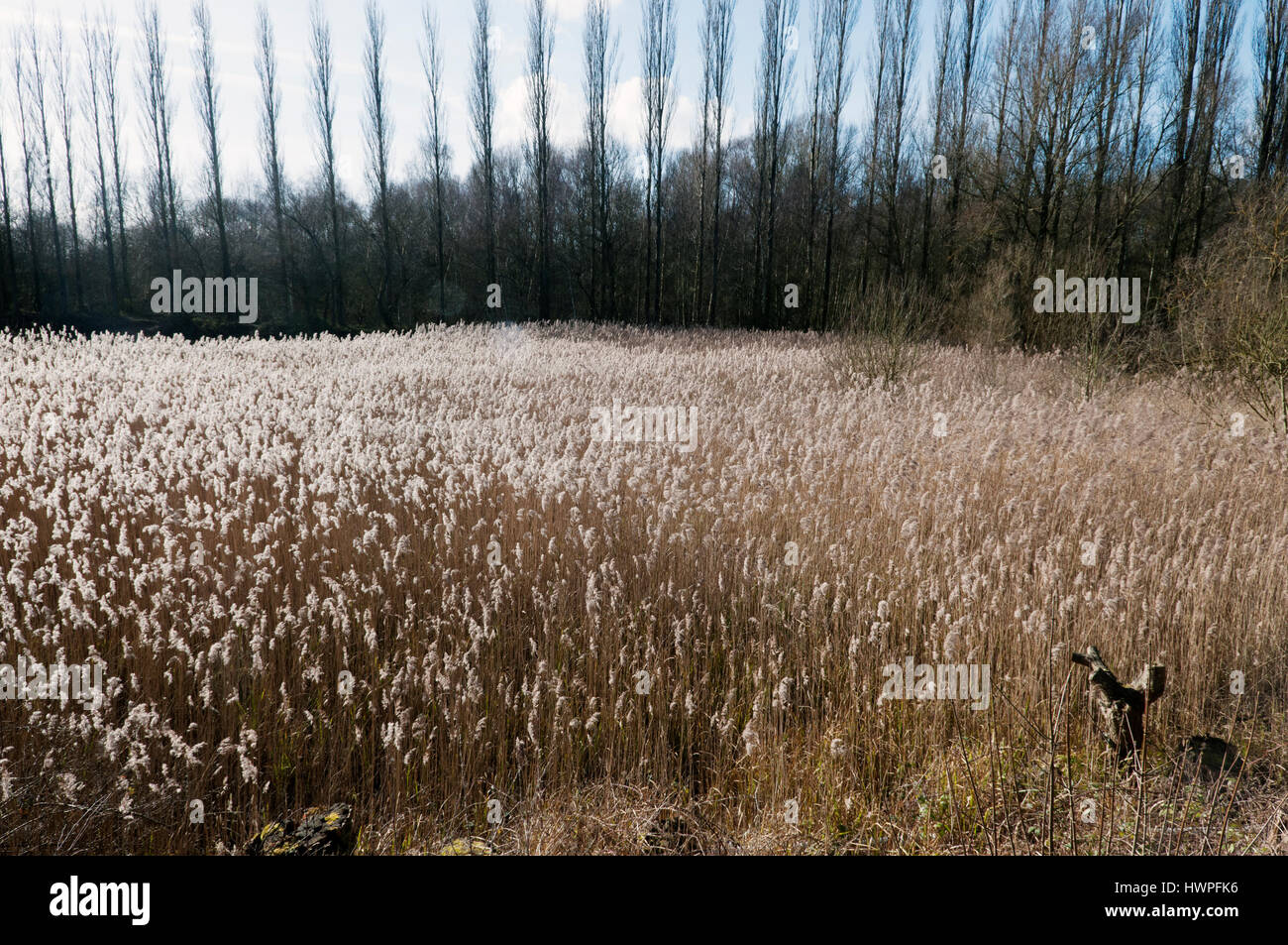 Phragmites australis hi-res stock photography and images - Alamy