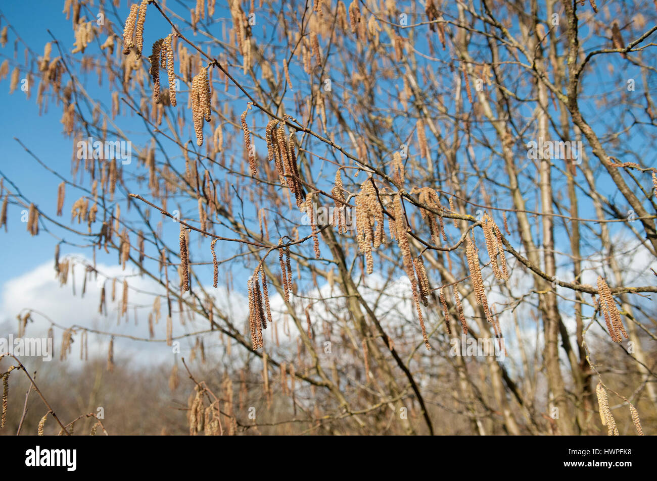 Corylus avellana shrub hi-res stock photography and images - Alamy