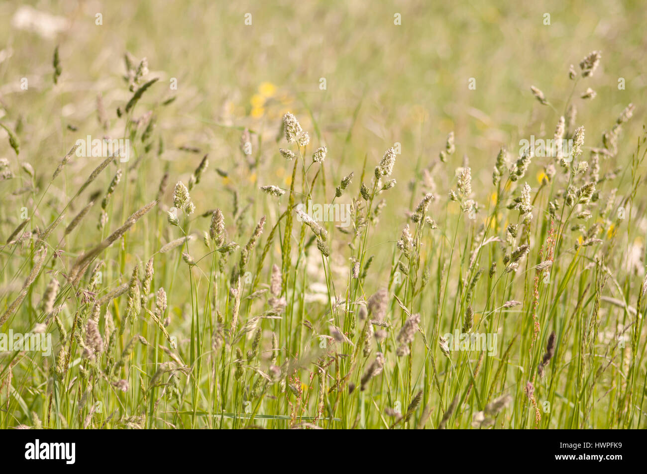 Dactylis glomerata hi-res stock photography and images - Alamy