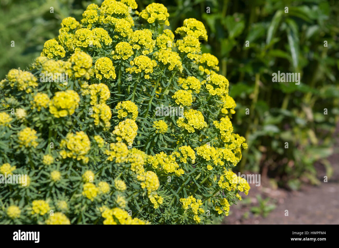 Euphorbia deflexa hi-res stock photography and images - Alamy