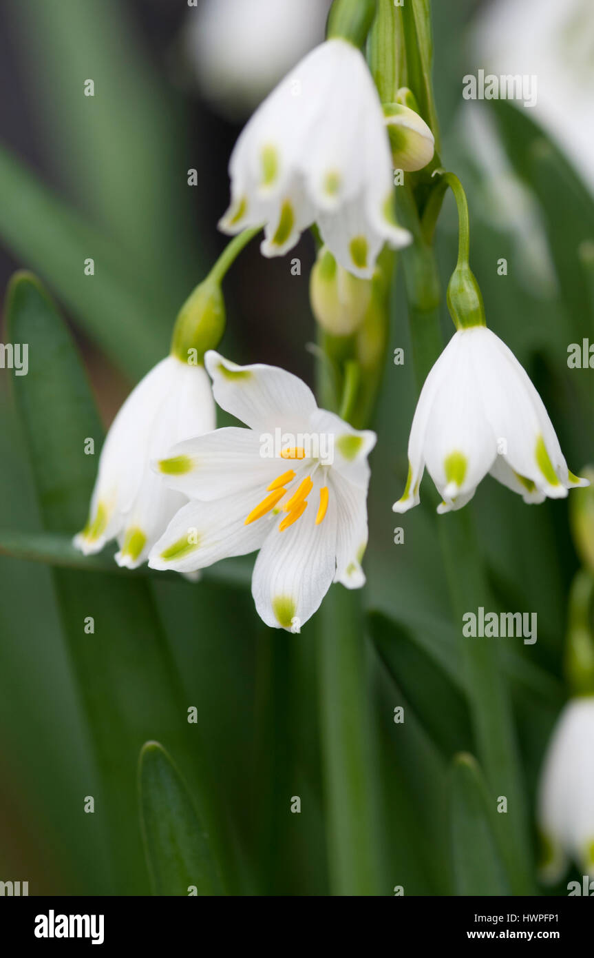 LEUCOJUM AESTIVUM SUMMER SNOWFLAKE CLOSE-UP Stock Photo - Alamy