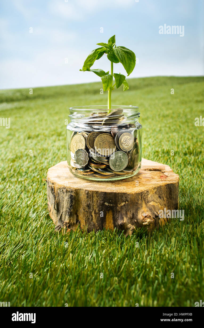 Money penny plant hi-res stock photography and images - Alamy