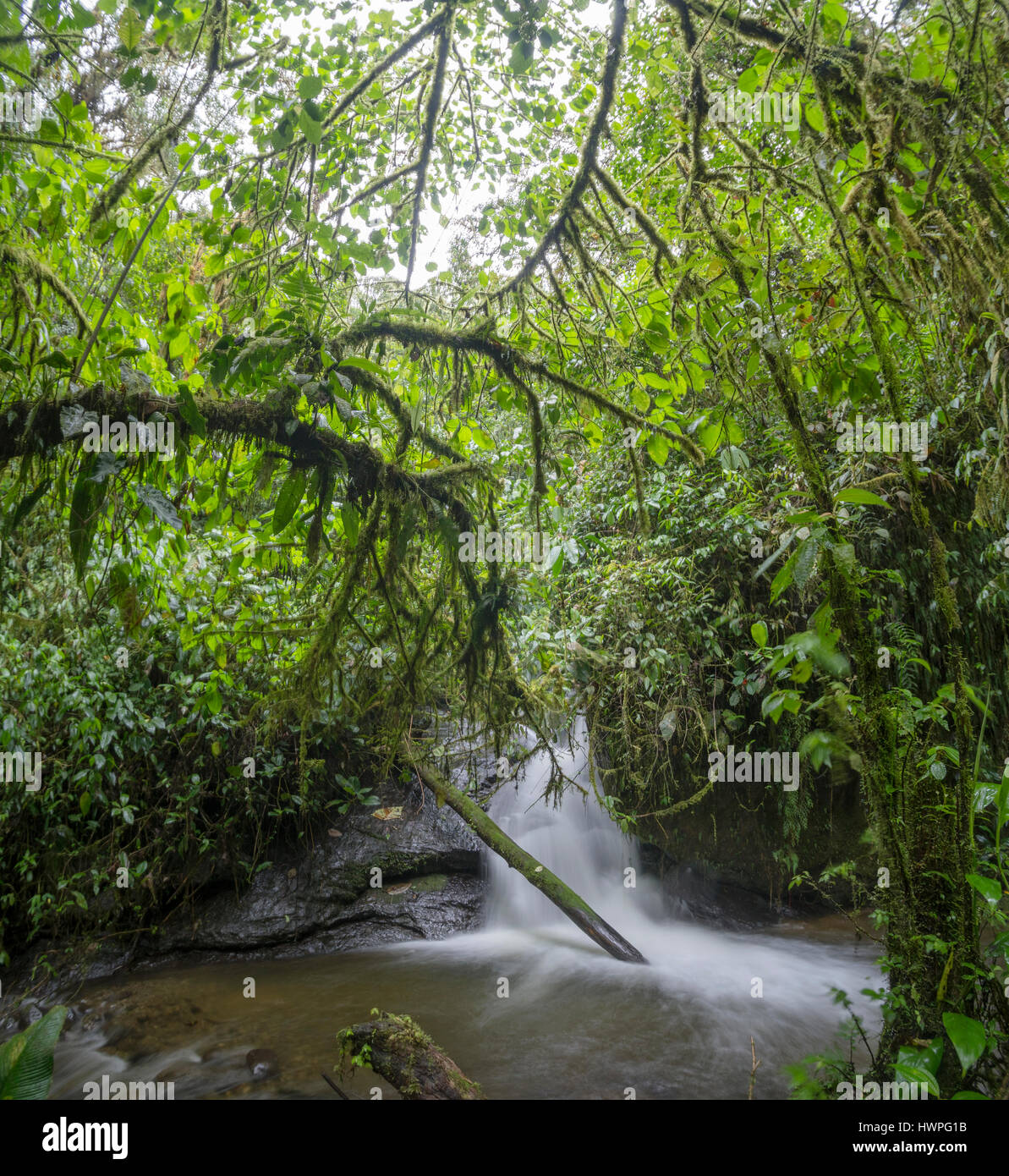 Waterfall in a swift stream running through pristine montane rainforest ...