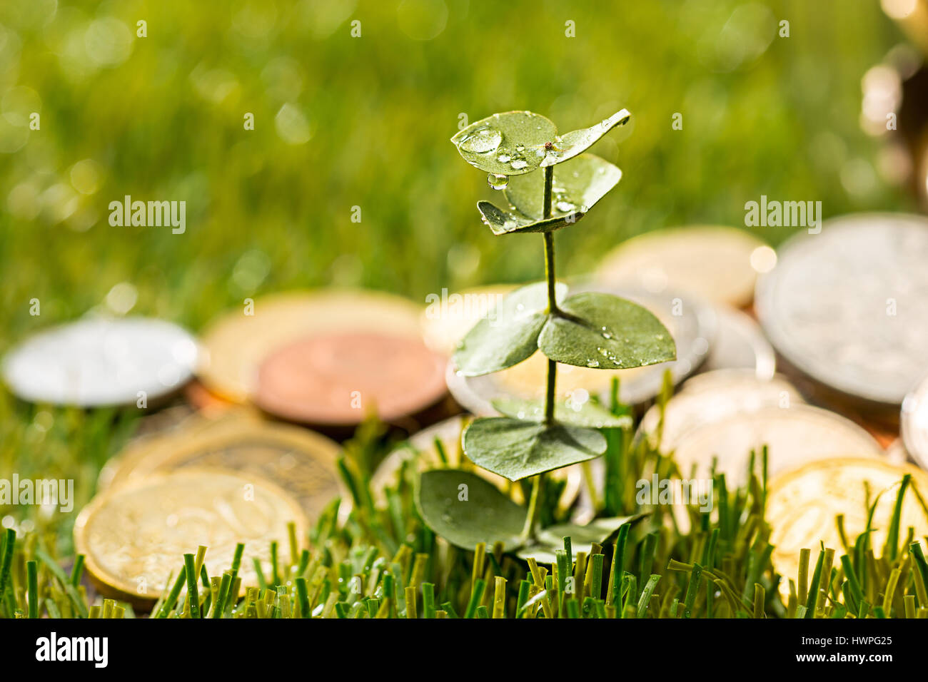 Money penny plant hi-res stock photography and images - Alamy