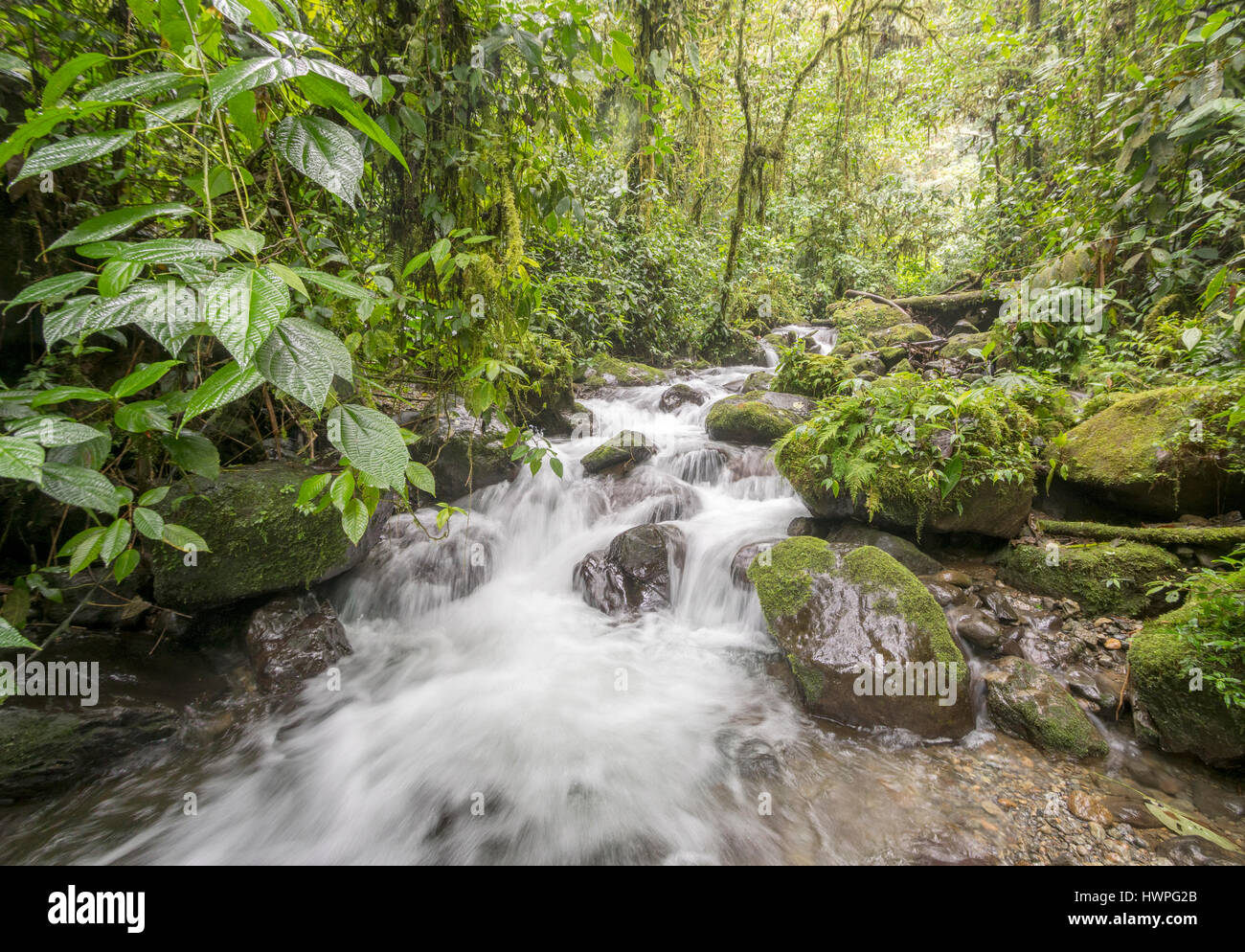 A swift flowing stream running through pristine montane rainforest on ...