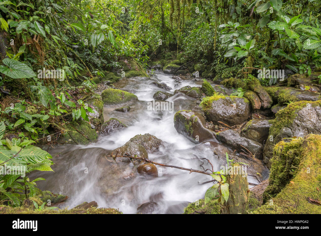 A swift flowing stream running through pristine montane rainforest on ...