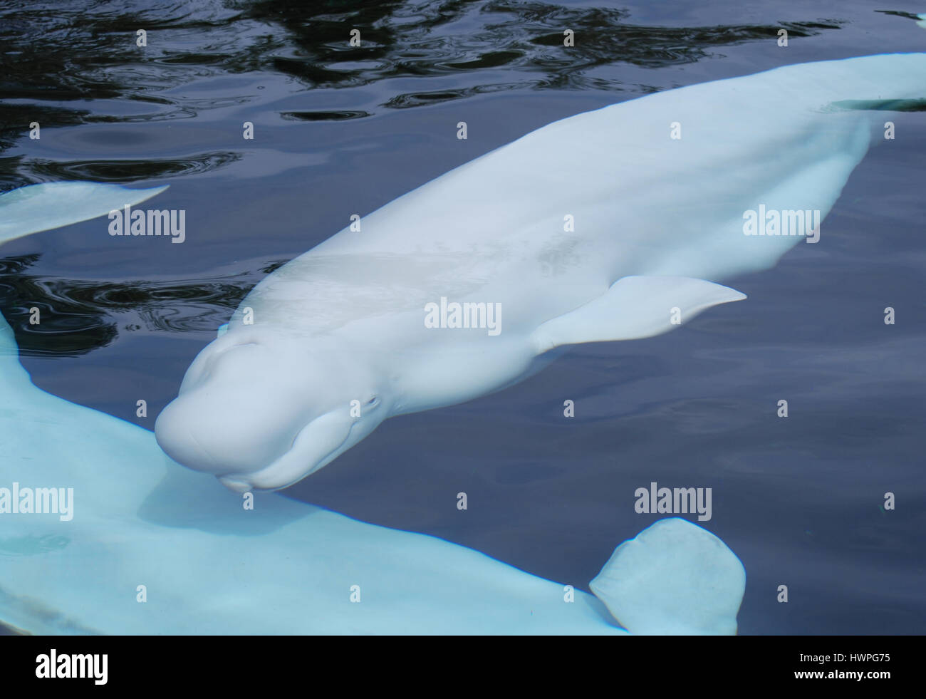White whale underwater with a second whale Stock Photo - Alamy