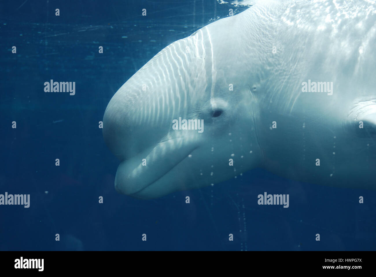 Great look at the profile of a beluga whale underwater Stock Photo - Alamy