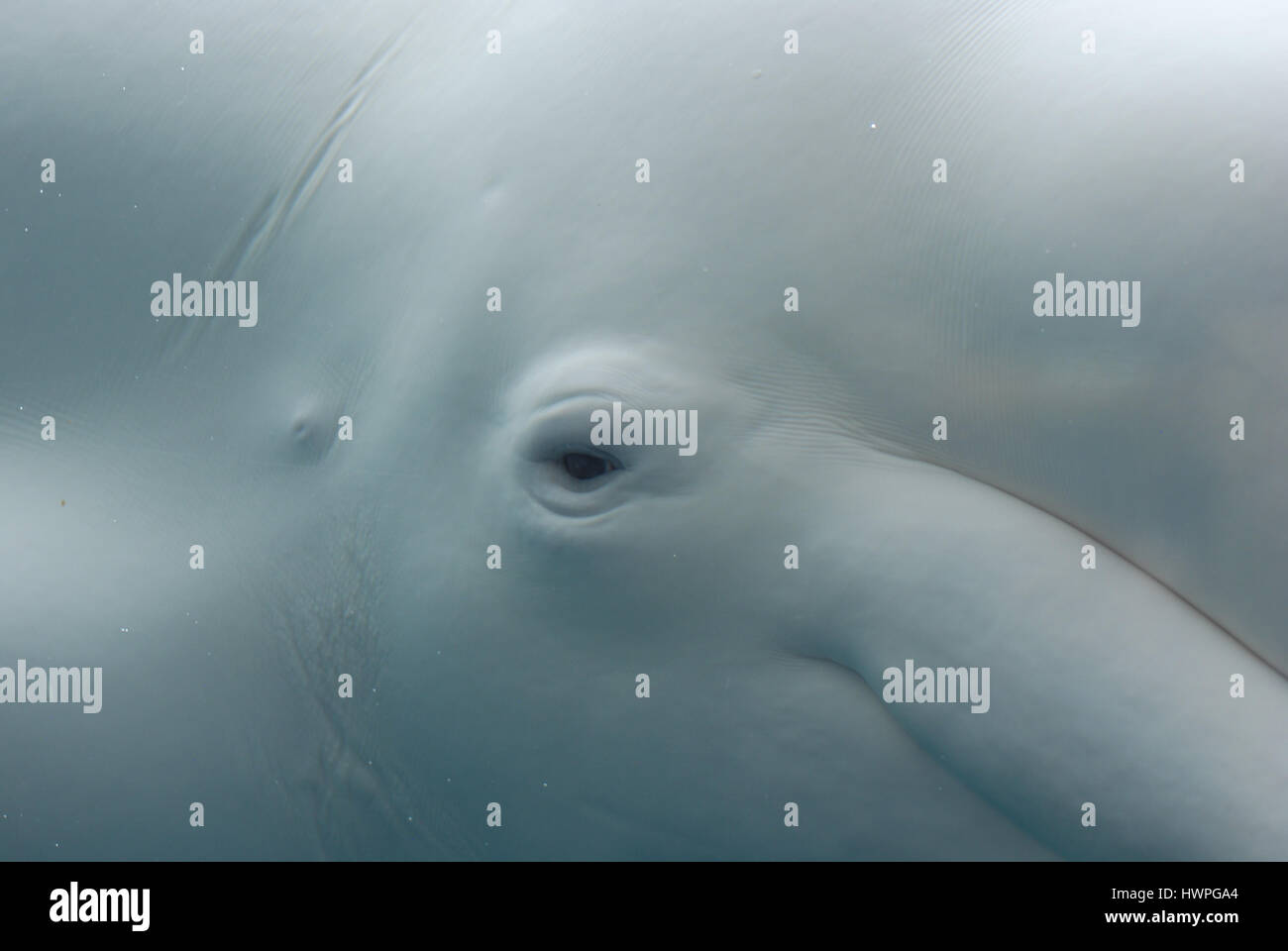 Up close look at the eye of a white whale underwater Stock Photo - Alamy
