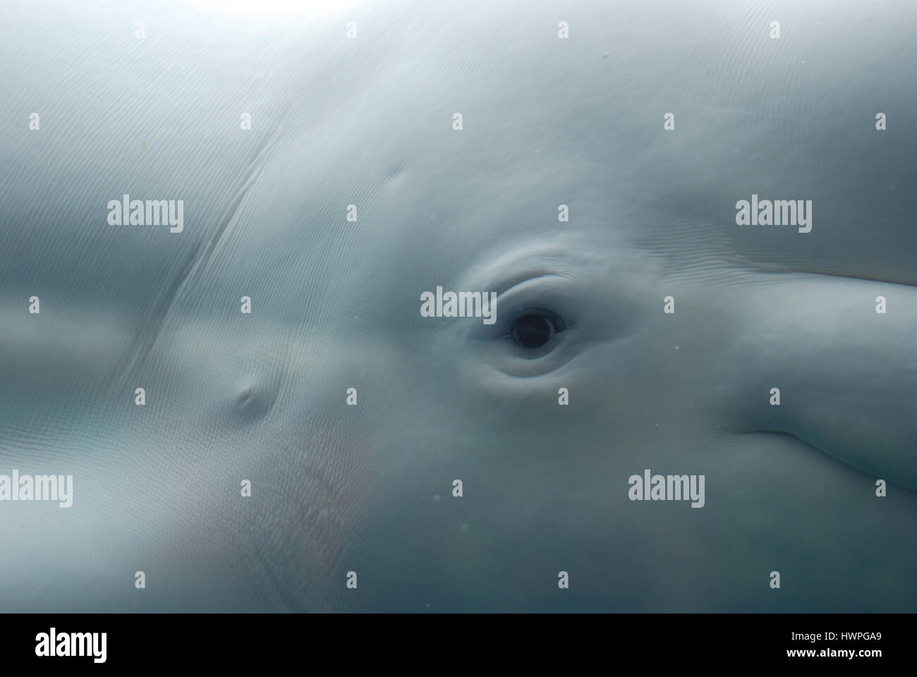 Blue whale eye close up hi-res stock photography and images - Alamy