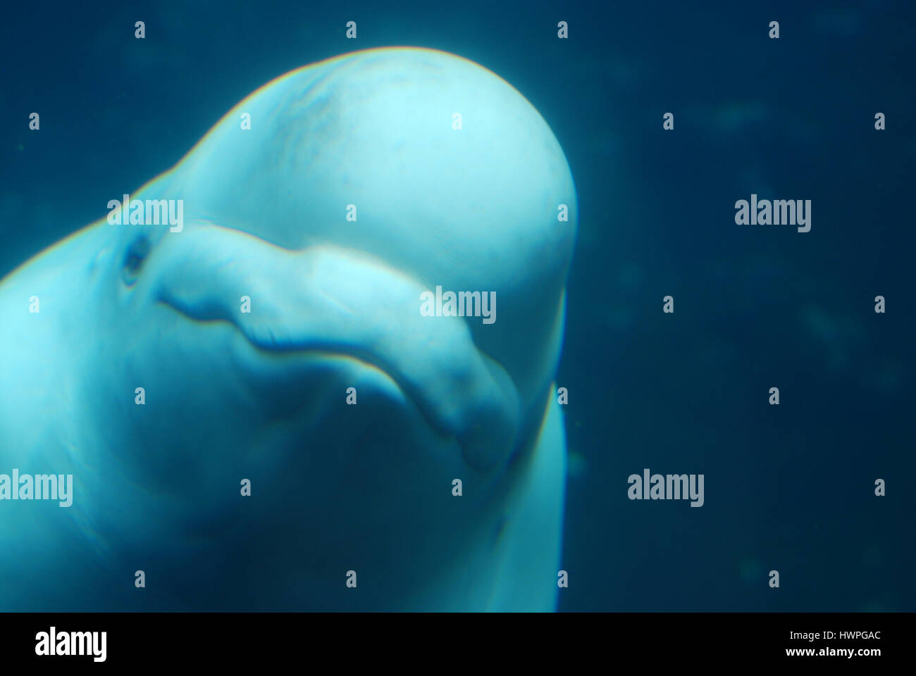Smiling face of a white whale swimming underwater Stock Photo - Alamy