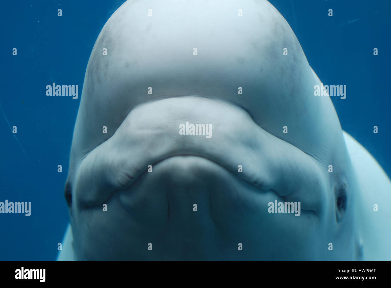 Whale face hi-res stock photography and images - Alamy
