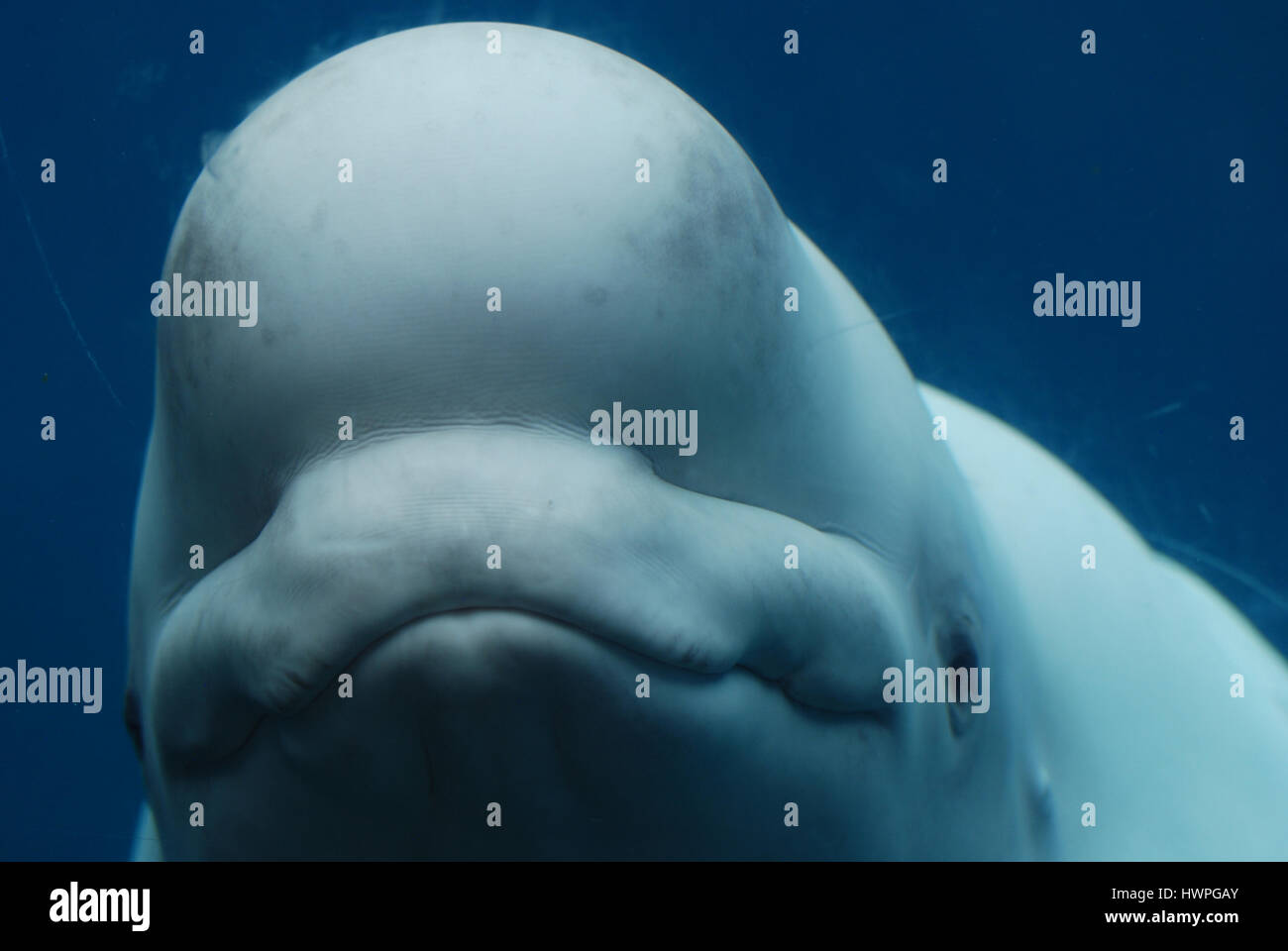 Whale Face High Resolution Stock Photography and Images - Alamy