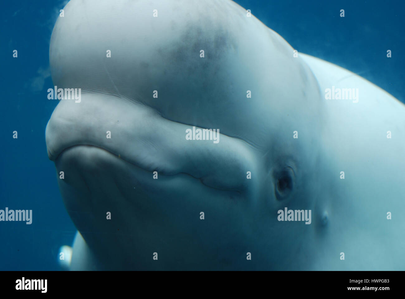 Smiling happy face beluga whale hi-res stock photography and images - Alamy