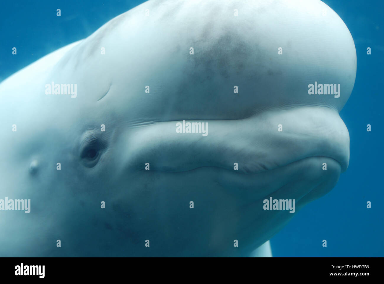 Amazing profile of a beluga whale swimming underwater Stock Photo - Alamy