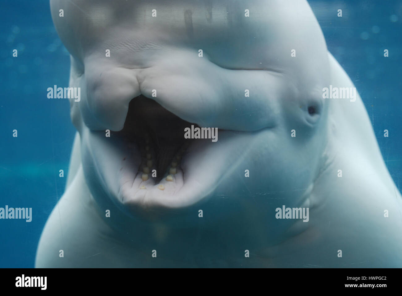 Silly beluga whale with his mouth open underwater Stock Photo - Alamy