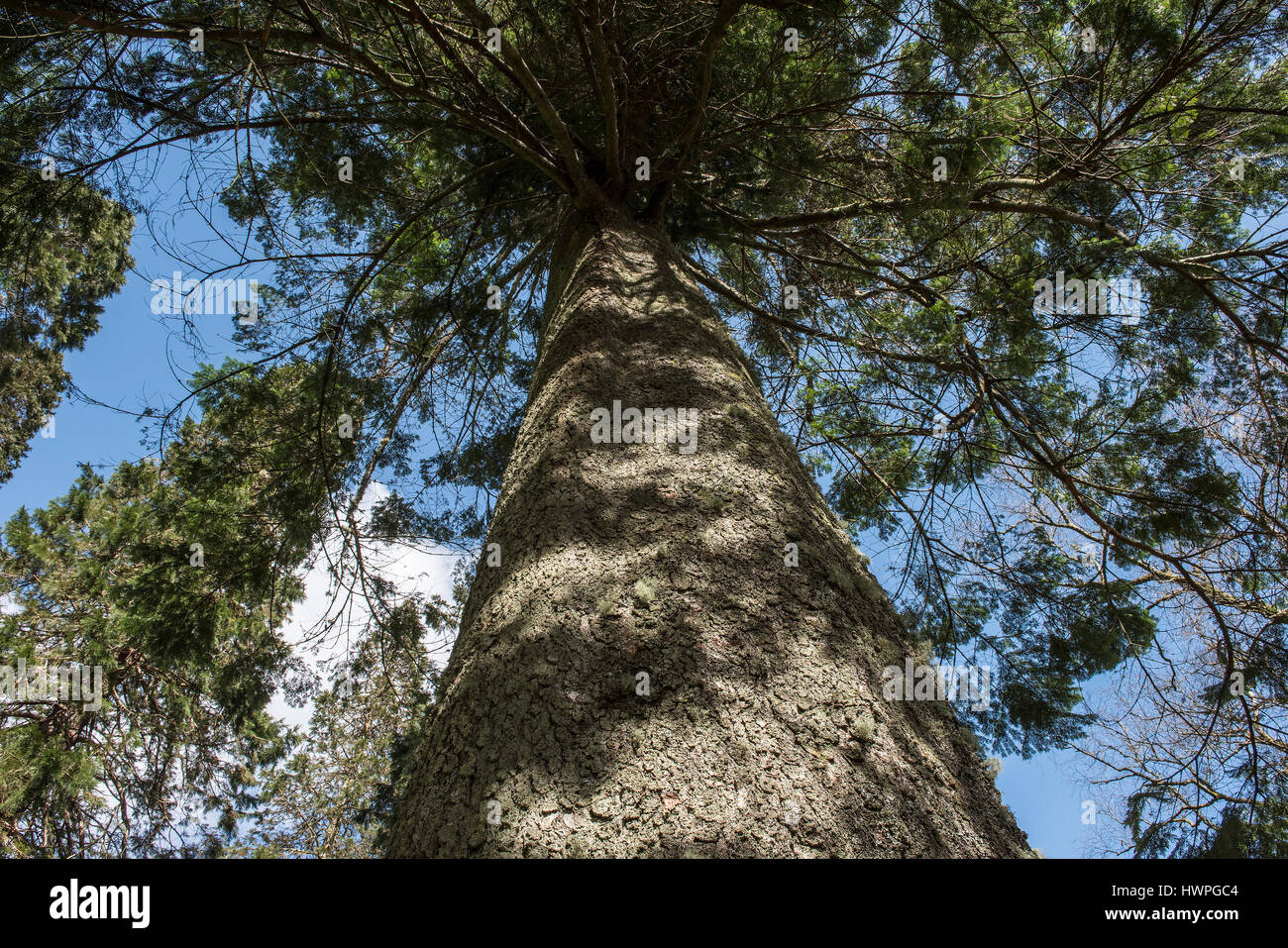 Fir Tree Canopy High Resolution Stock Photography and Images - Alamy