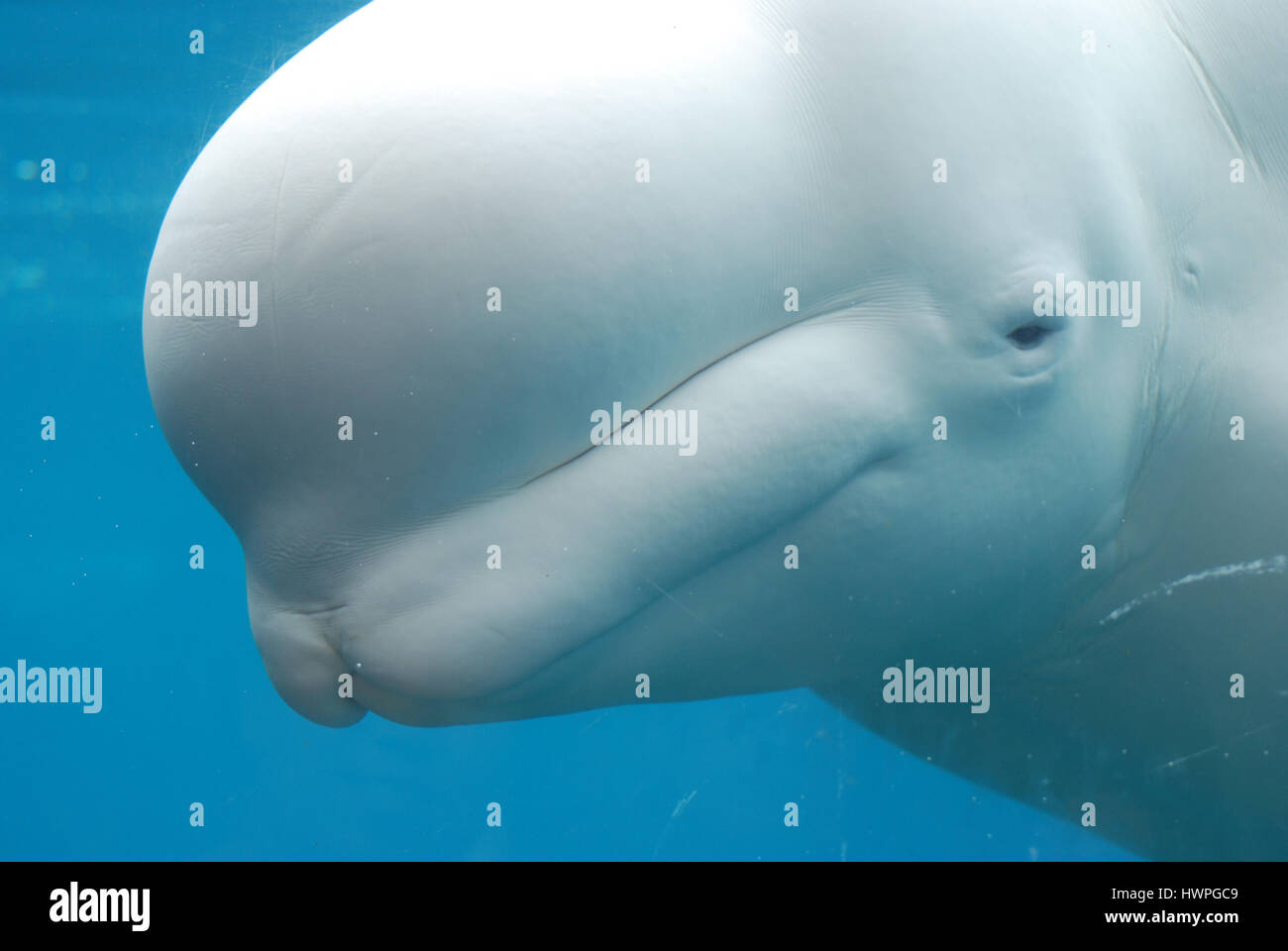 Really great profile of a beluga whale swimming underwater Stock Photo ...