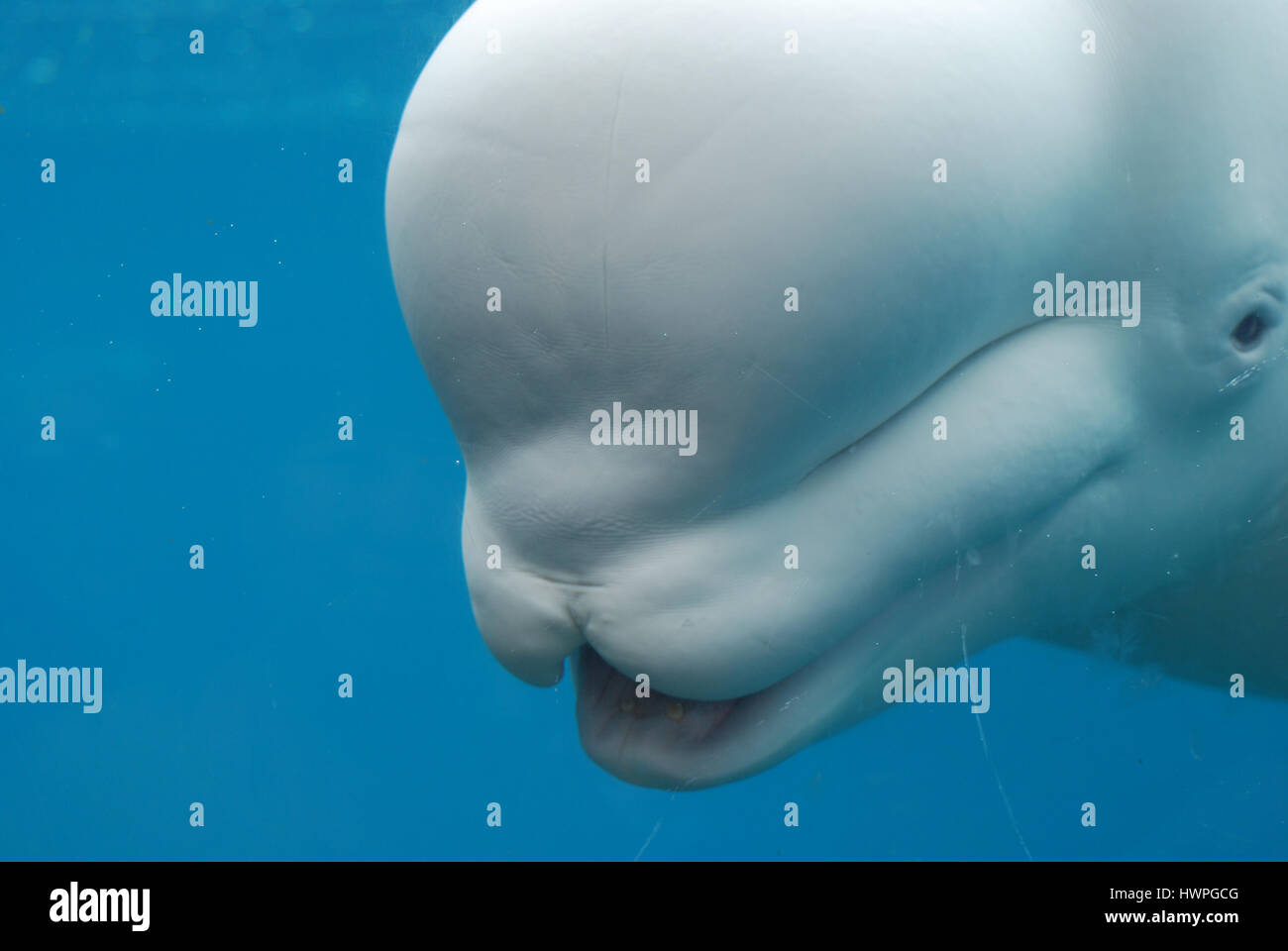 Beluga whale swimming along in the blue water Stock Photo - Alamy