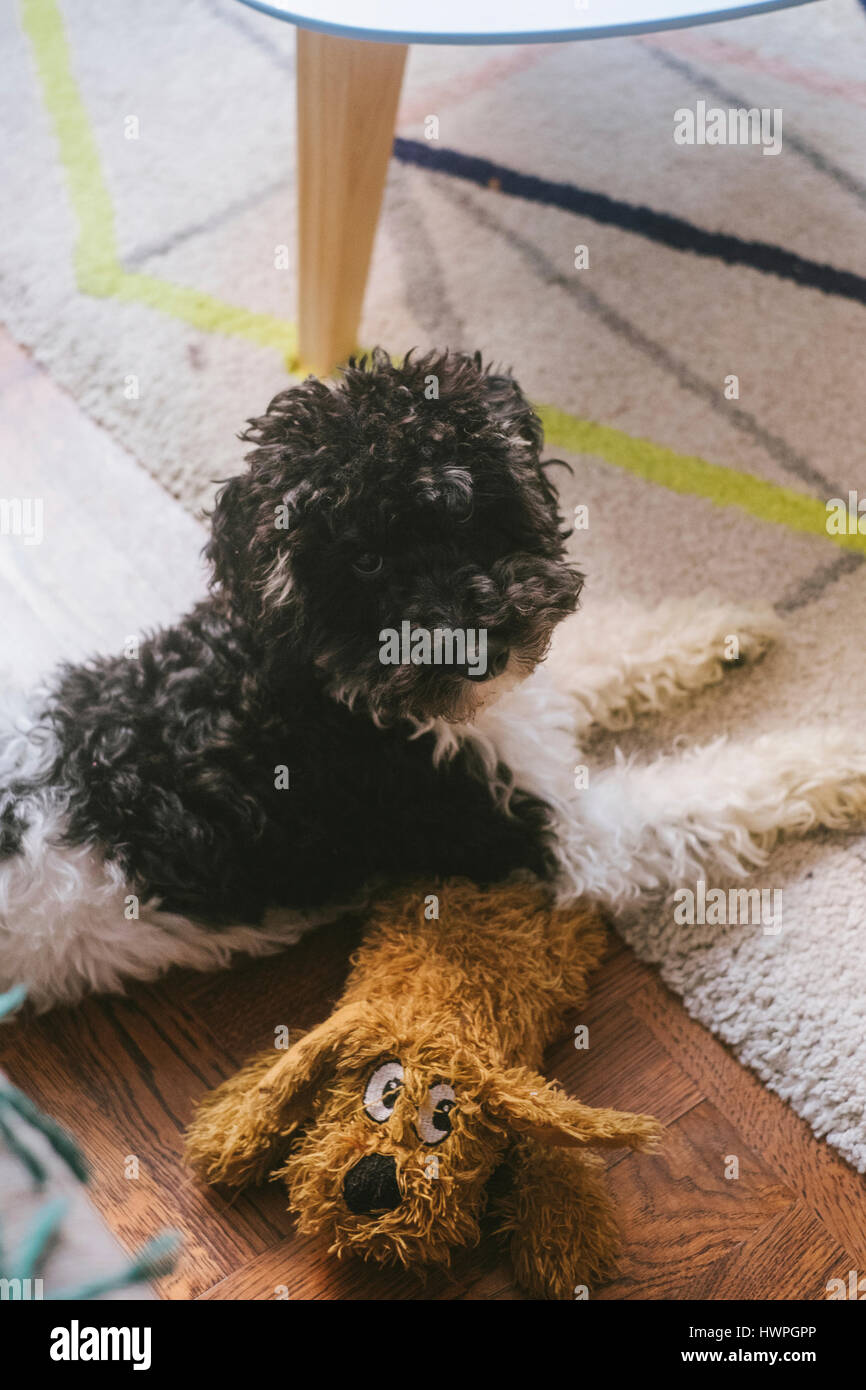 Portrait of dog sitting on floor at home Stock Photo - Alamy