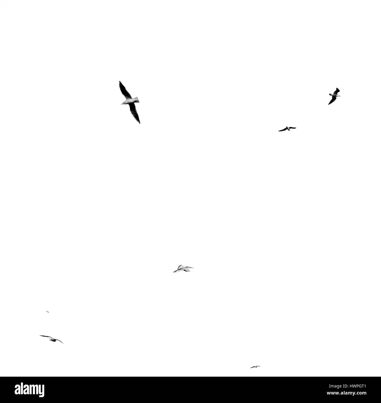 and free group of birds in oman the sky Stock Photo - Alamy