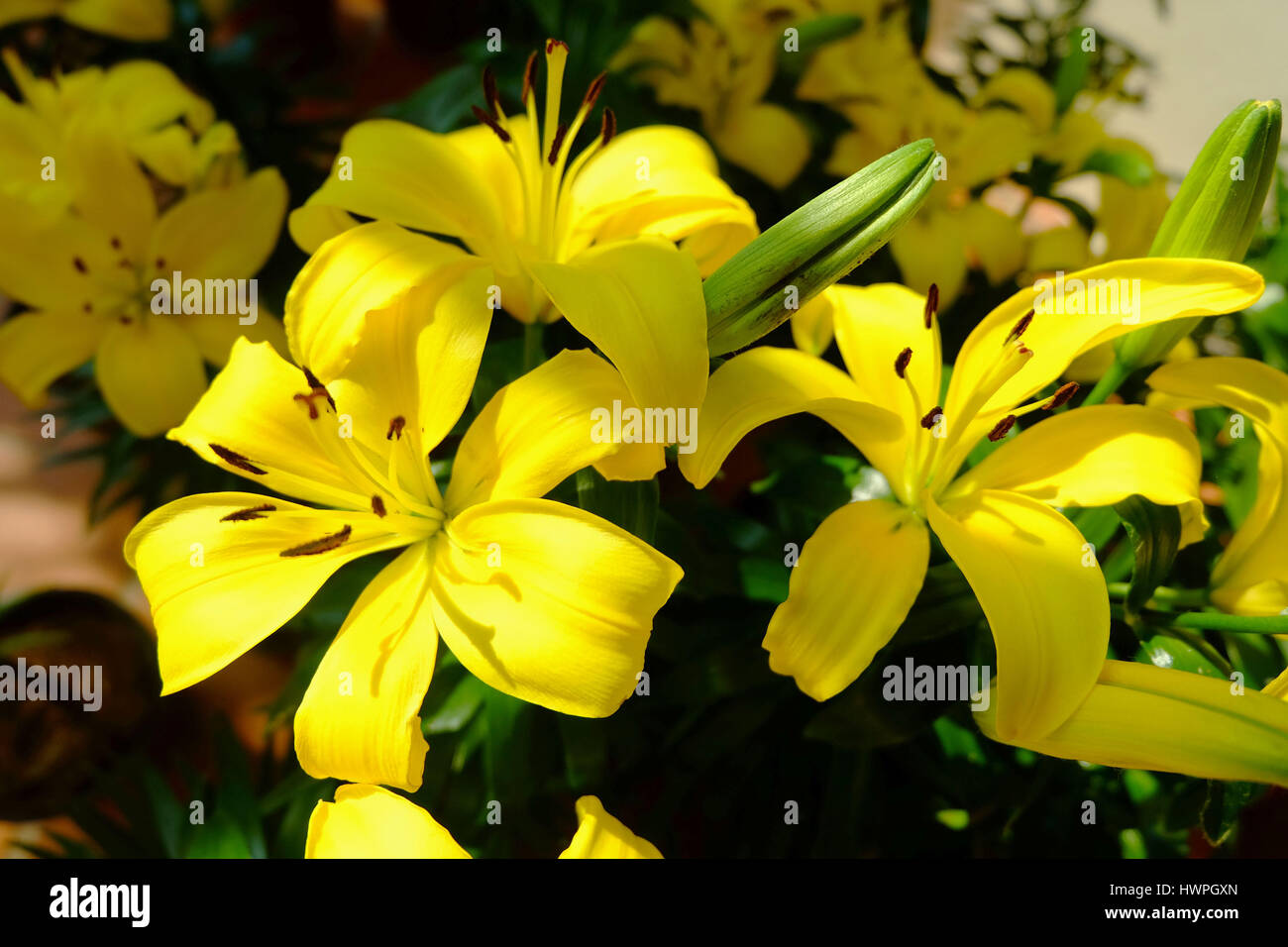 Yellow lilly (Lilium) flower in summer garden Stock Photo - Alamy