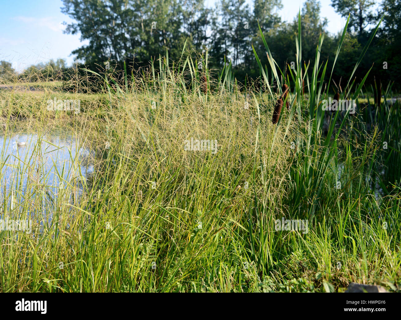 Marsh grass lush green hi-res stock photography and images - Alamy
