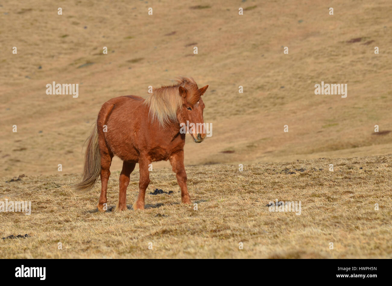Cute chestnut horse meandiering in a large field Stock Photo - Alamy