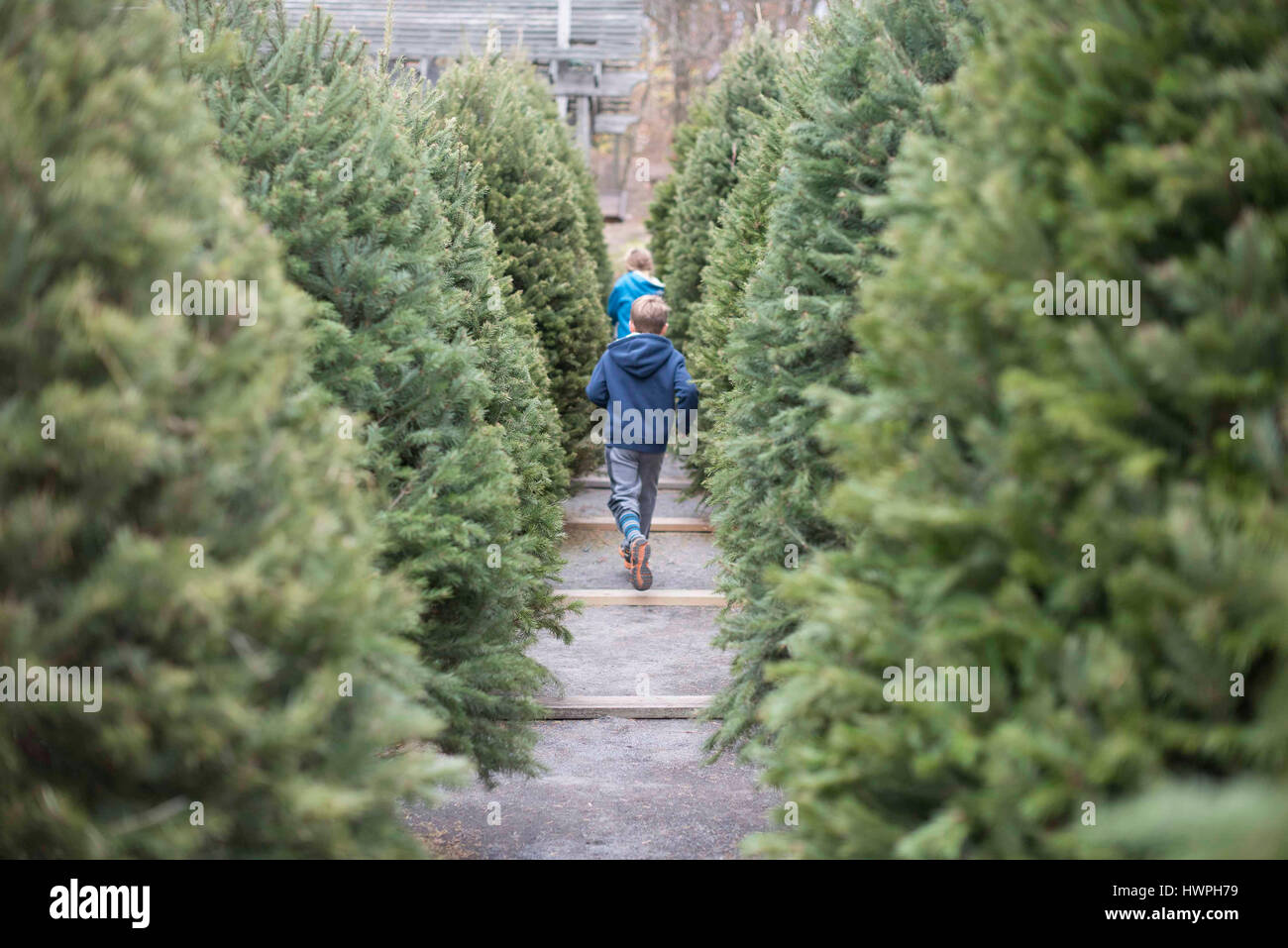 Pine running hi-res stock photography and images - Alamy