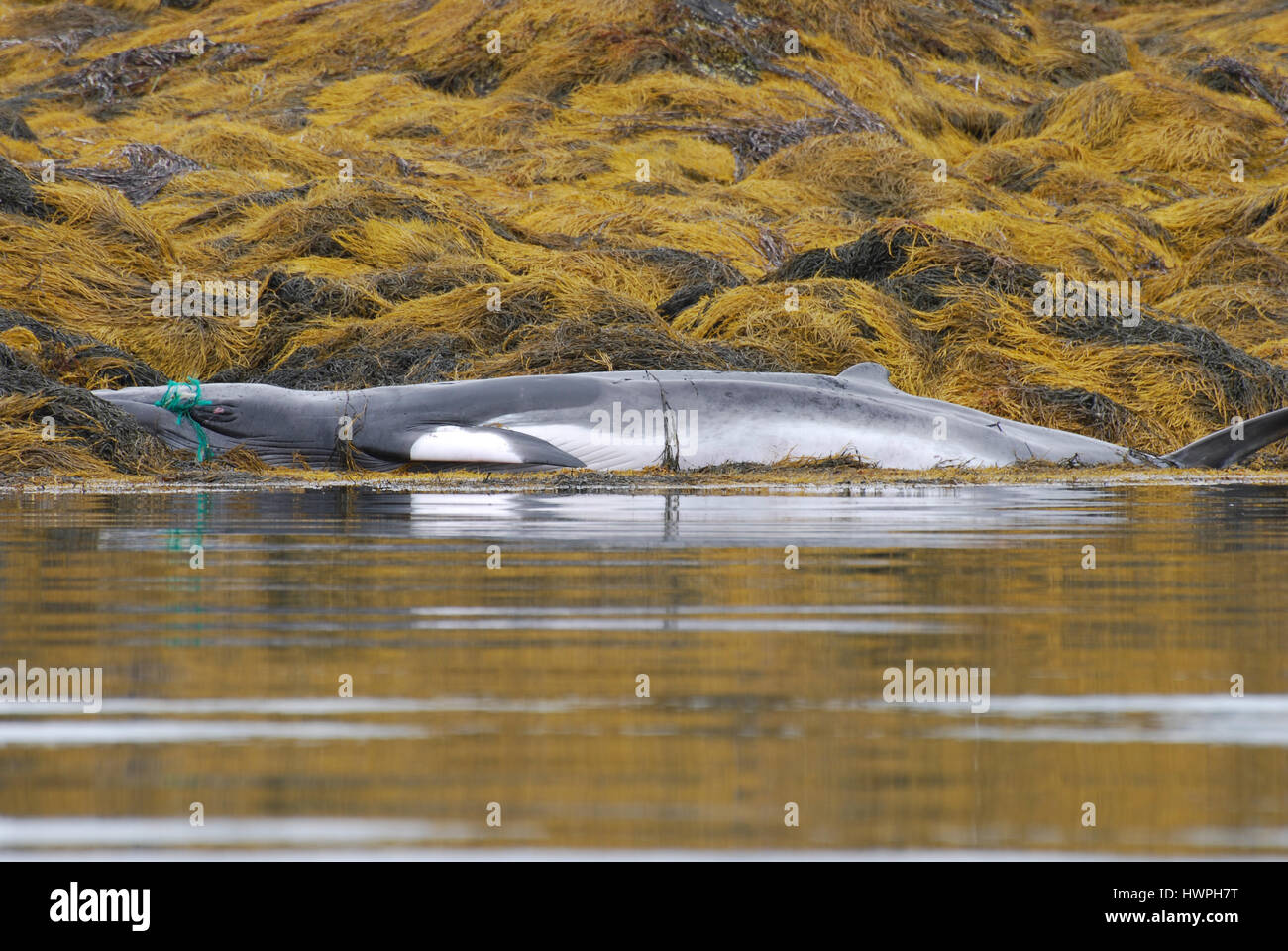 Whale with his mouth tangled in a fishing net Stock Photo - Alamy