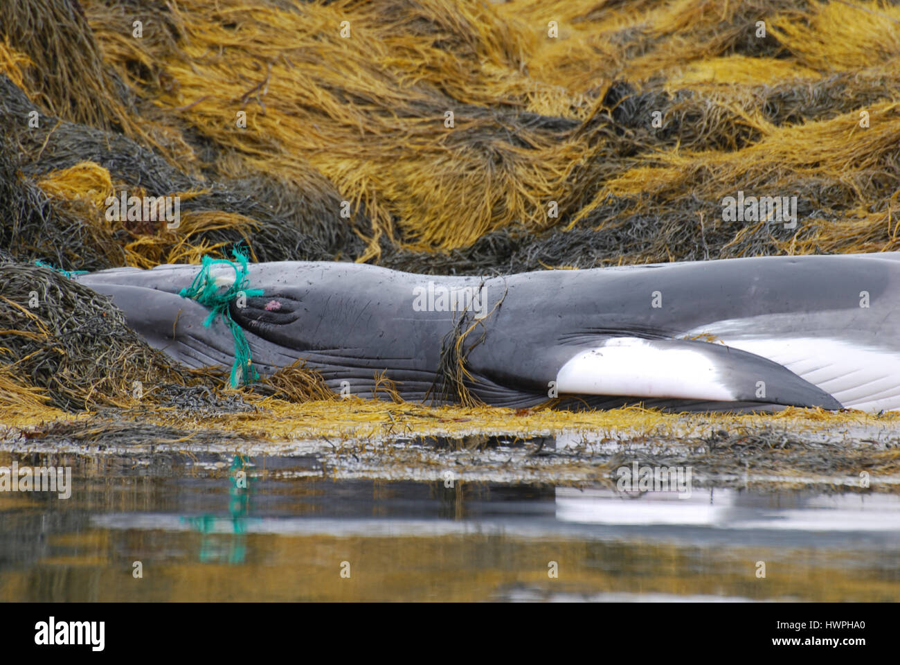 Whale trapped in net hi-res stock photography and images - Alamy