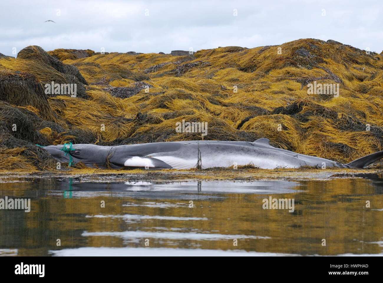 Stranded minke whale hi-res stock photography and images - Alamy