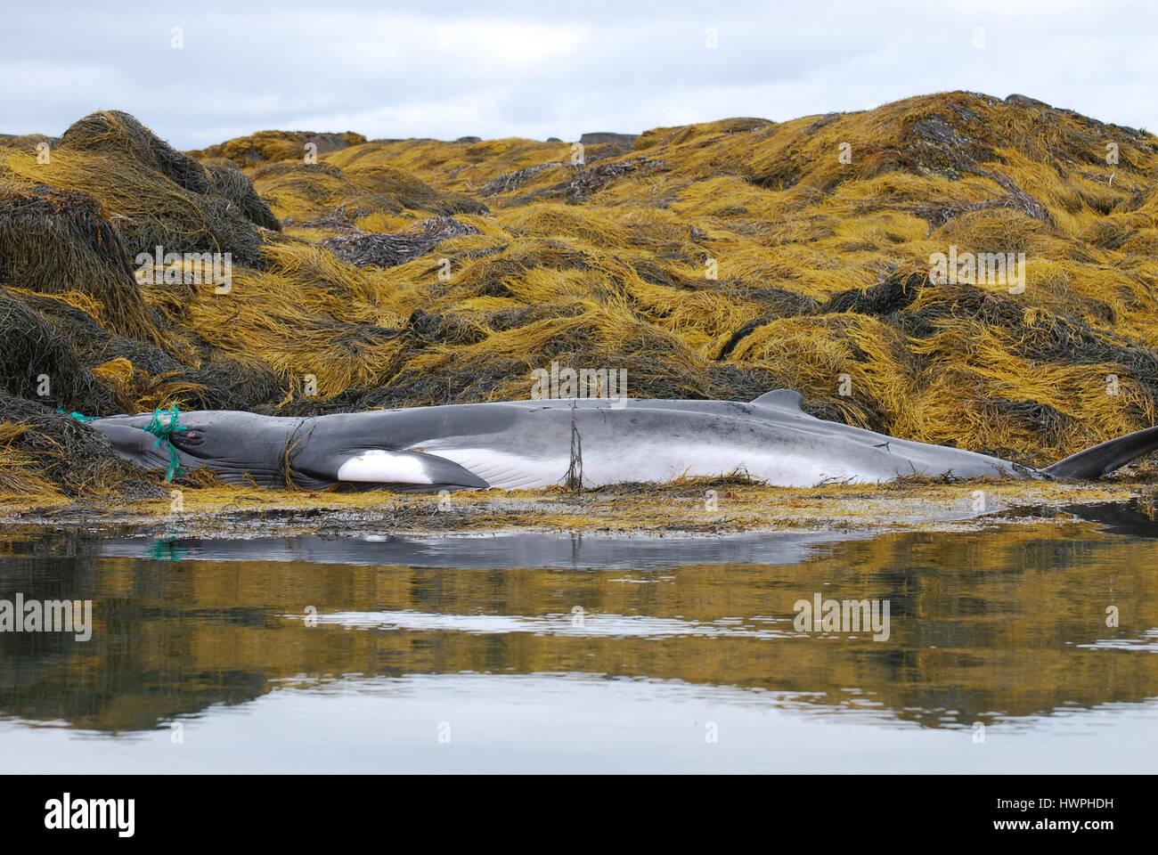 Whale trapped in net hi-res stock photography and images - Alamy