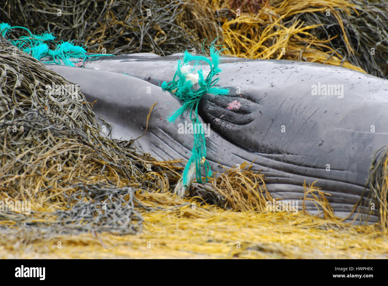 Baleen whale tangled in a fishing net Stock Photo - Alamy