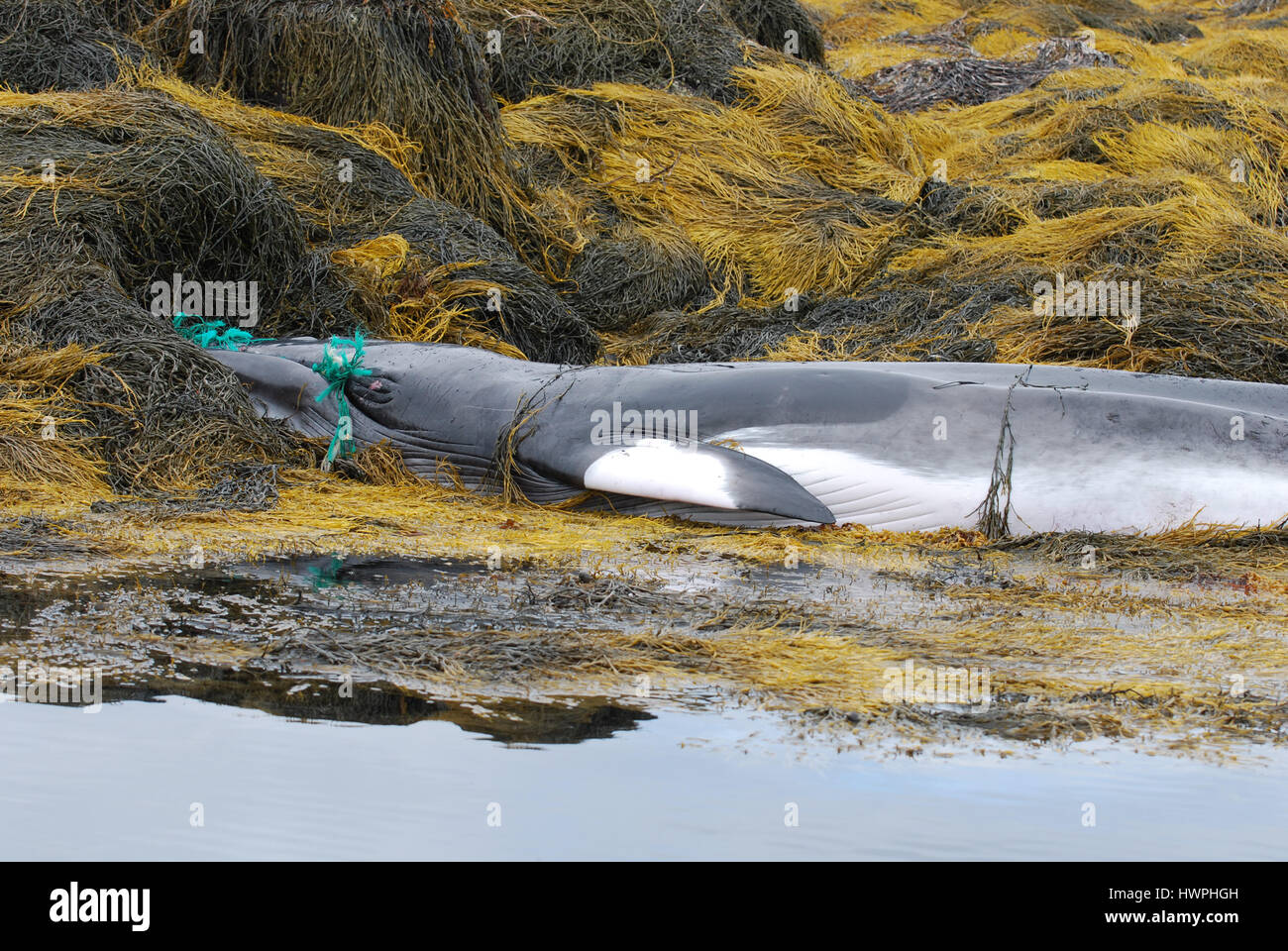Baleen whale caught in a fishing net, beached and deceased Stock Photo ...