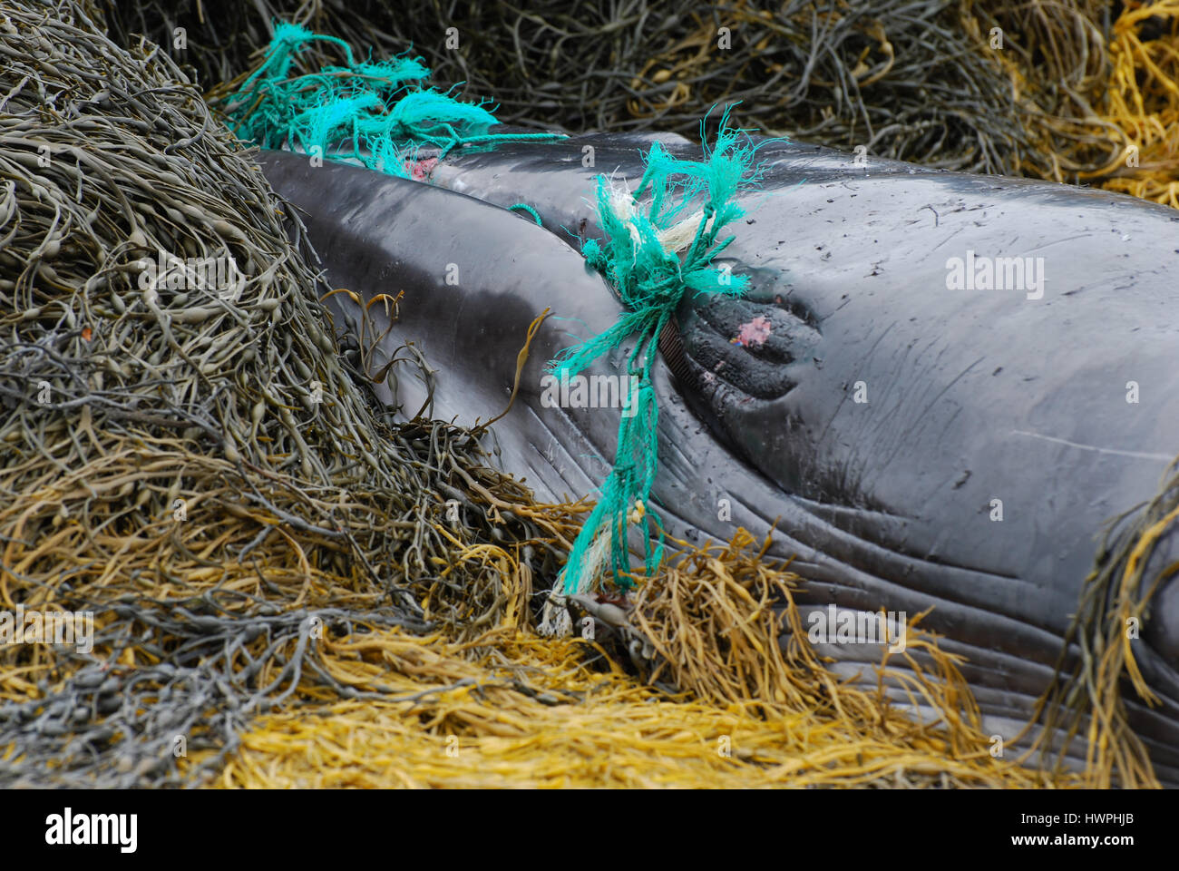 Whale Trapped In Net High Resolution Stock Photography and Images - Alamy