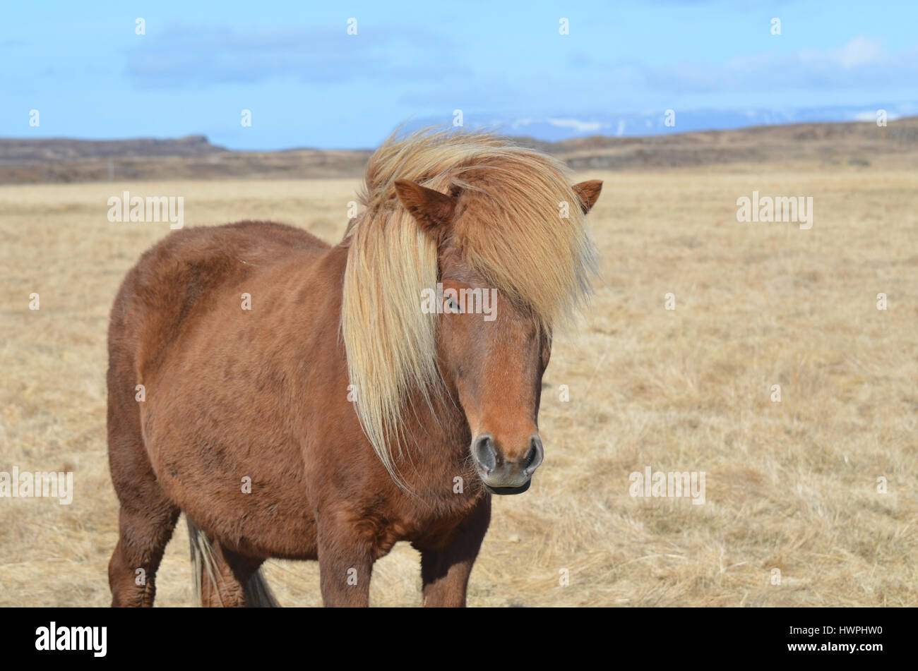 Pretty standing palomino horse with a wind swept mane Stock Photo - Alamy